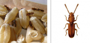 Flat Grain Beetle - Stored Grain | Information Hub for Grain Storage ...