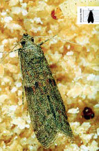 Warehouse Moths - Stored Grain | Information Hub for Grain Storage ...