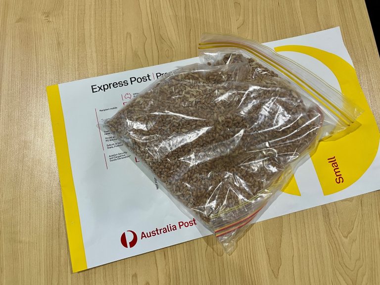 Insect resistance testing - Stored Grain | Information Hub for Grain ...